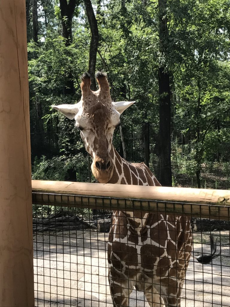 Bham Zoo - Simply Elliott